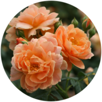 2019 Rose Of The Year – National Plant of the Year