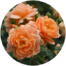 2019 Rose Of The Year – National Plant of the Year