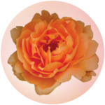 2019 Rose Of The Year – National Plant of the Year