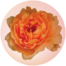 2019 Rose Of The Year – National Plant of the Year