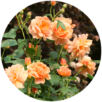 2019 Rose Of The Year – National Plant of the Year