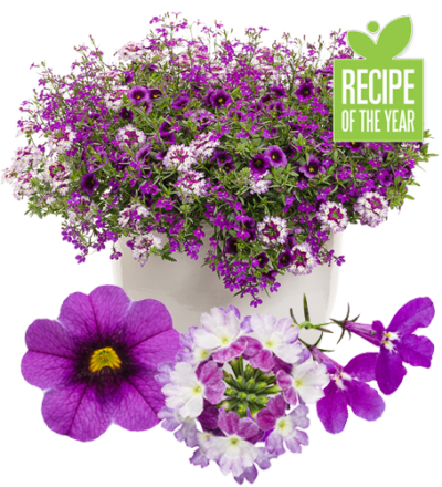 Sparkle And Glow Recipe – National Plant of the Year