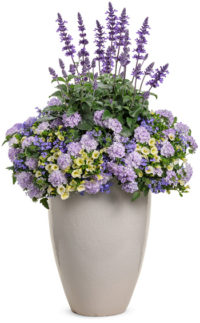 Neptune Recipe – National Plant of the Year