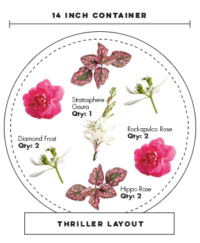 Gloria Rose Recipe – National Plant of the Year