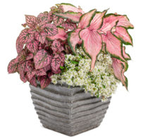 Diamond Collection in Upright Containers – National Plant of the Year
