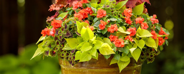 Eclipse of the Sun Recipe – National Plant of the Year