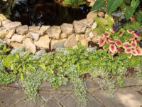 2021 Hosta Of The Year – National Plant of the Year