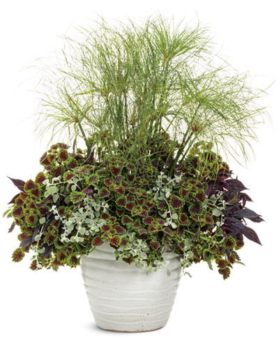 Lady Luck Recipe – National Plant of the Year