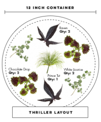 Lady Luck Recipe – National Plant of the Year