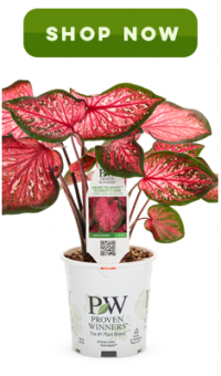 2023 Caladium of the Year – National Plant of the Year