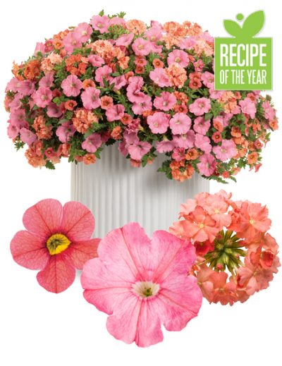 Acapulco Sun Recipe – National Plant of the Year