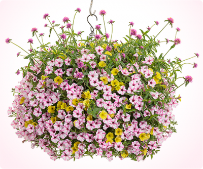 Truffula Pink in Hanging Baskets – National Plant of the Year