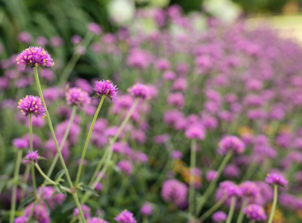 Truffula Pink Gomphrena in Garden Beds – National Plant of the Year