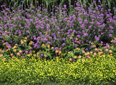 Truffula Pink Gomphrena in Garden Beds – National Plant of the Year