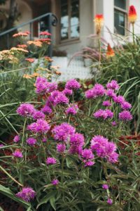 Truffula Pink Gomphrena in Garden Beds – National Plant of the Year