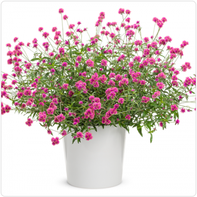 Truffula Pink Gomphrena in Upright Containers – National Plant of the Year