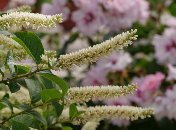 2024 Landscape Shrub of The Year – National Plant of the Year